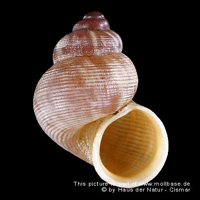 Pomatias elegans - Alchetron, The Free Social Encyclopedia