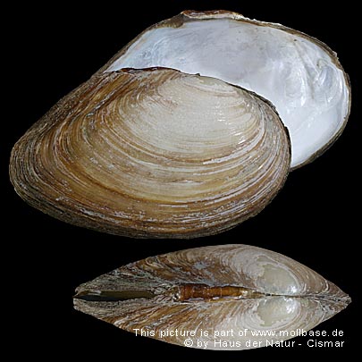 Duck mussel - Alchetron, The Free Social Encyclopedia