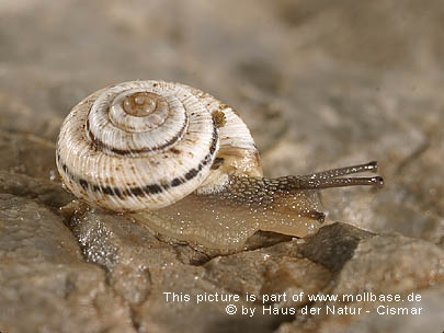 Helicopsis striata - Alchetron, The Free Social Encyclopedia