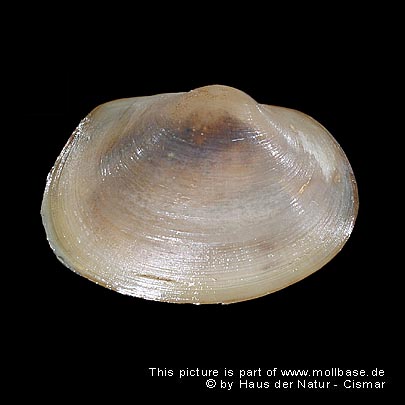 Musculium - Alchetron, The Free Social Encyclopedia