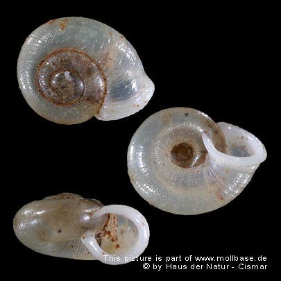 Vallonia excentrica - Alchetron, The Free Social Encyclopedia